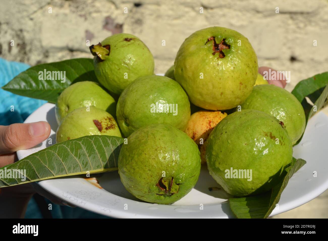 Guava Orchard High Resolution Stock Photography and Images - Alamy