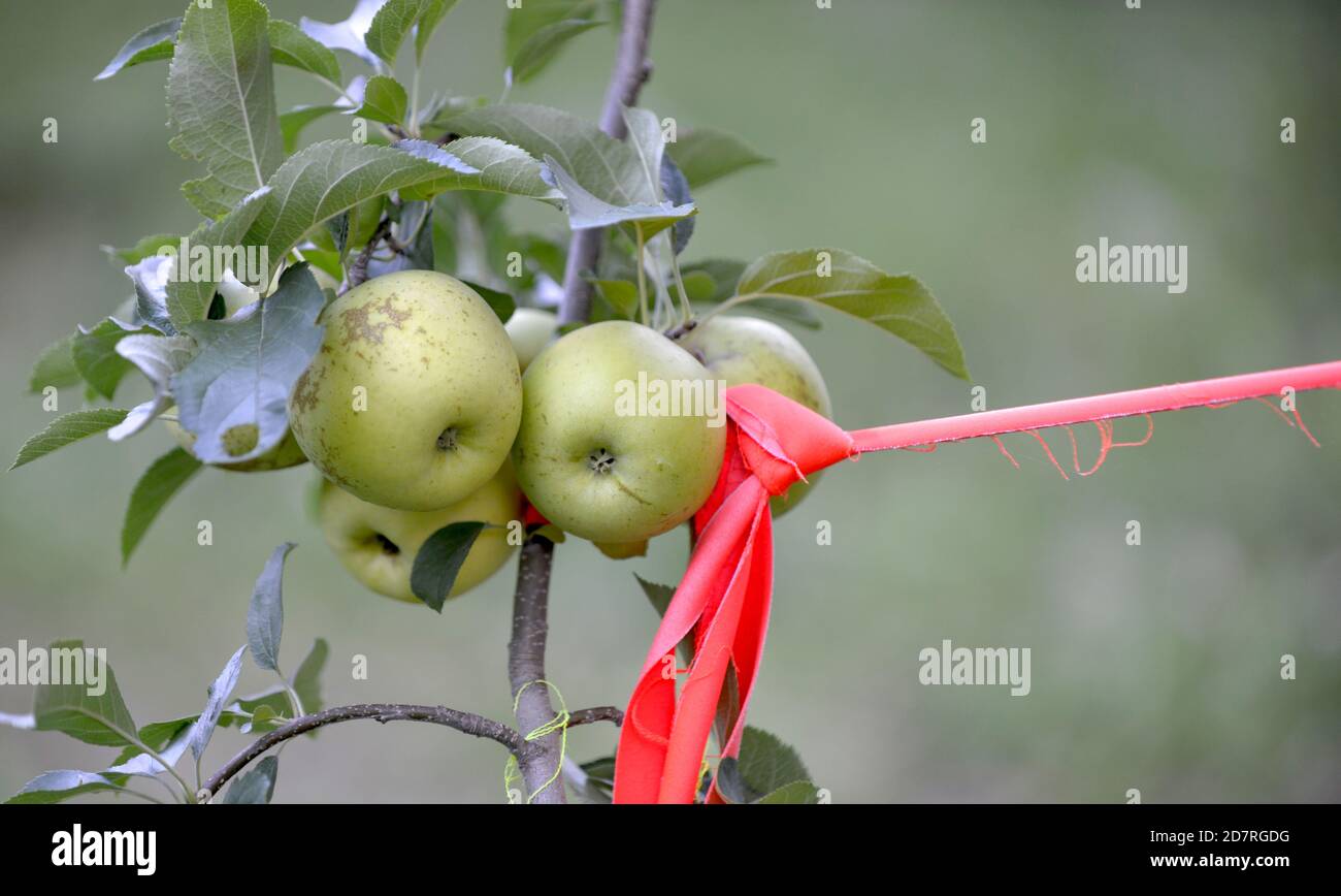Harvesting rope hi-res stock photography and images - Alamy