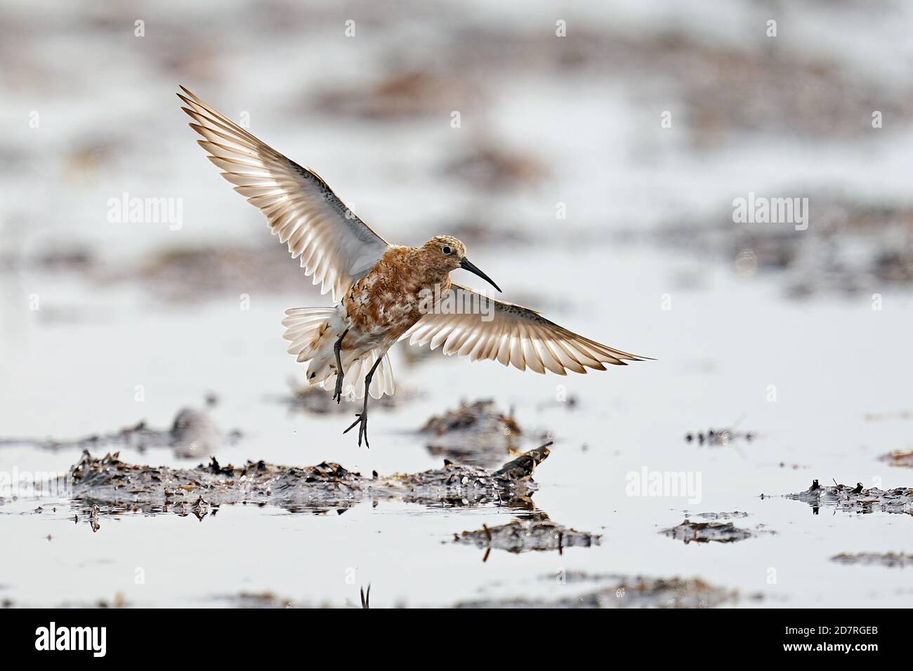 Curlew sandpiper in flight in its natural enviroment Stock Photo - Alamy