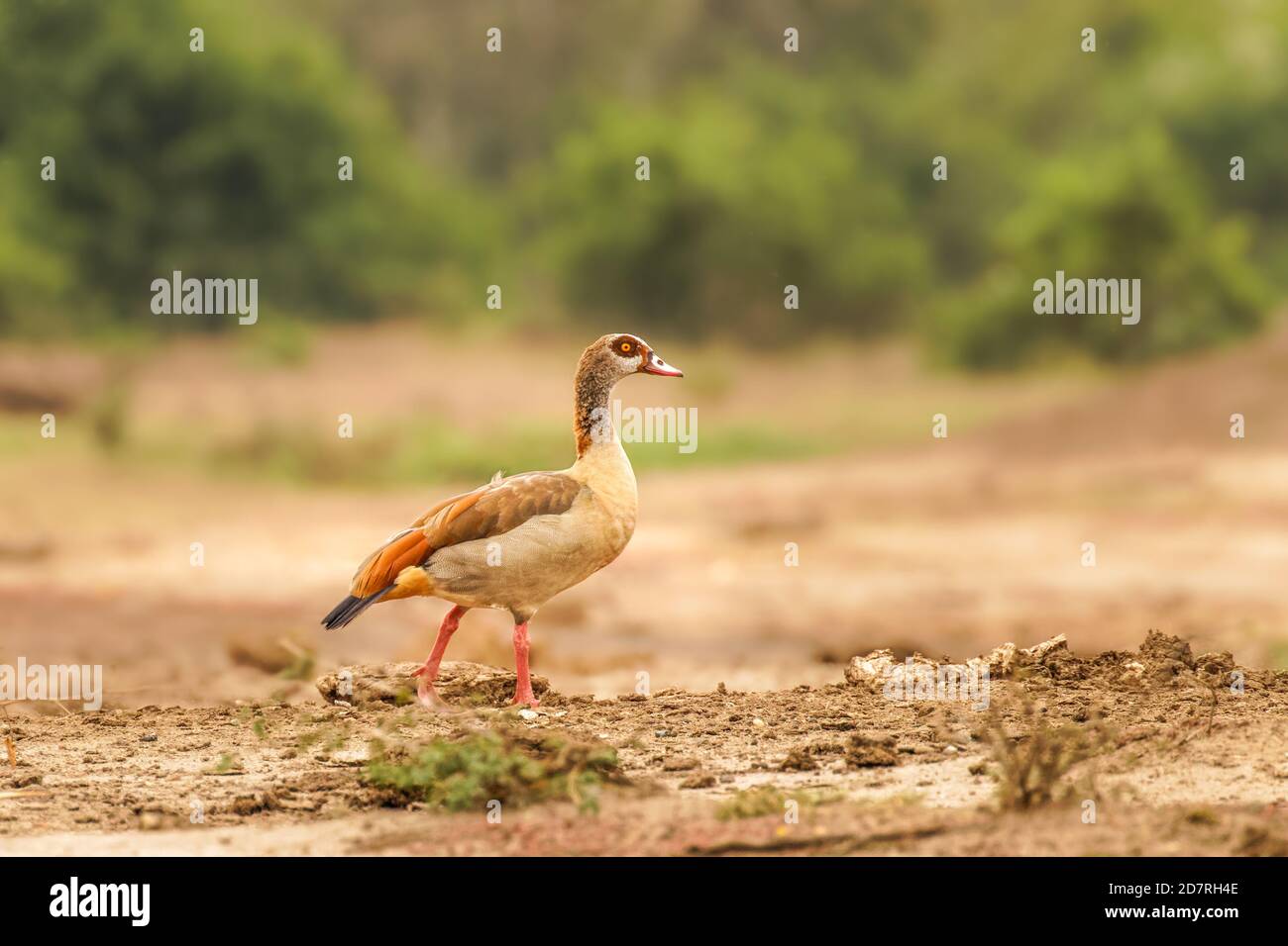 Egyptian nile goose (Alopochen aegyptiaca), Queen Elizabeth National ...