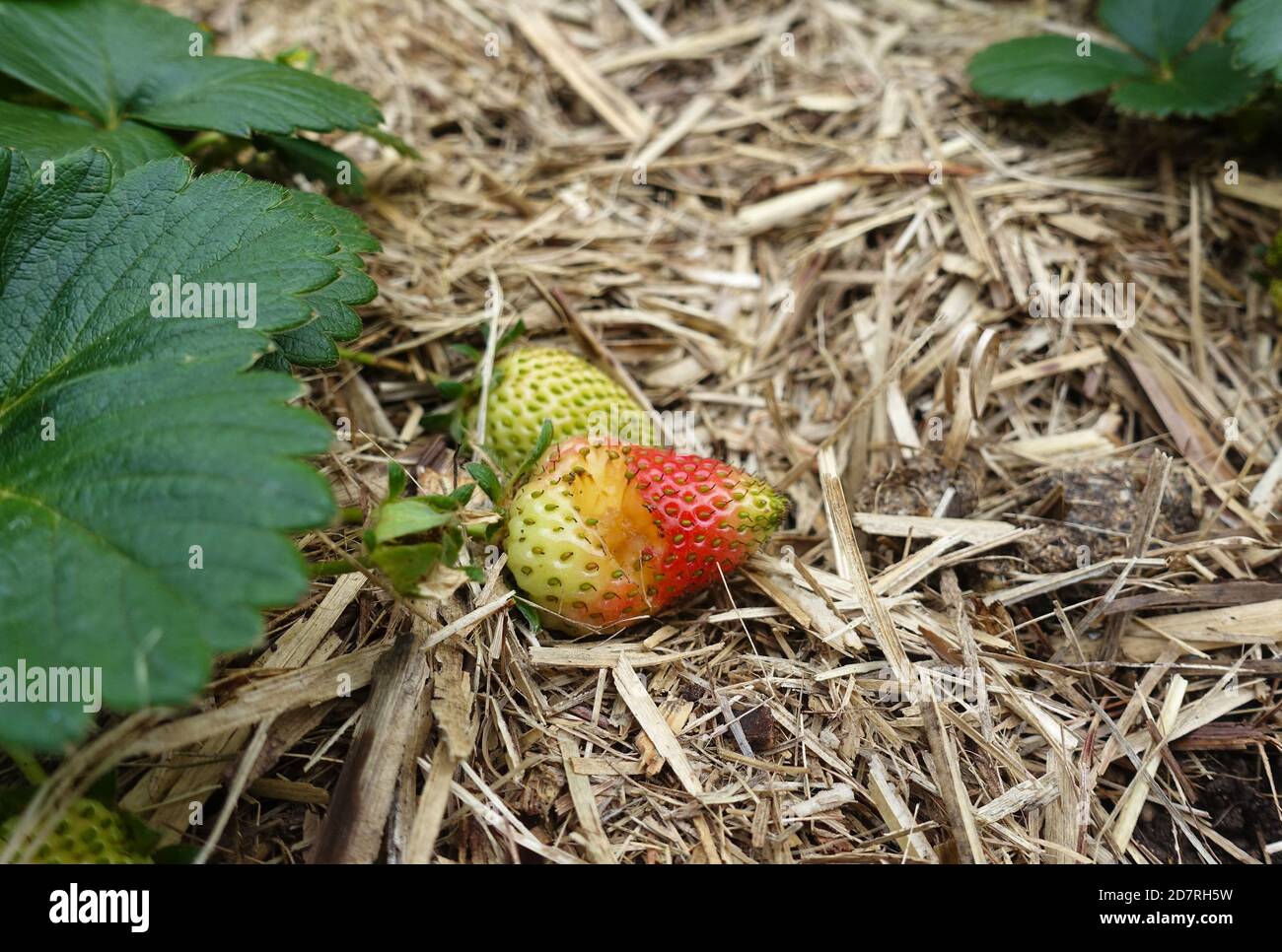 Immature Strawberries showing damage caused by wild birds Stock Photo ...