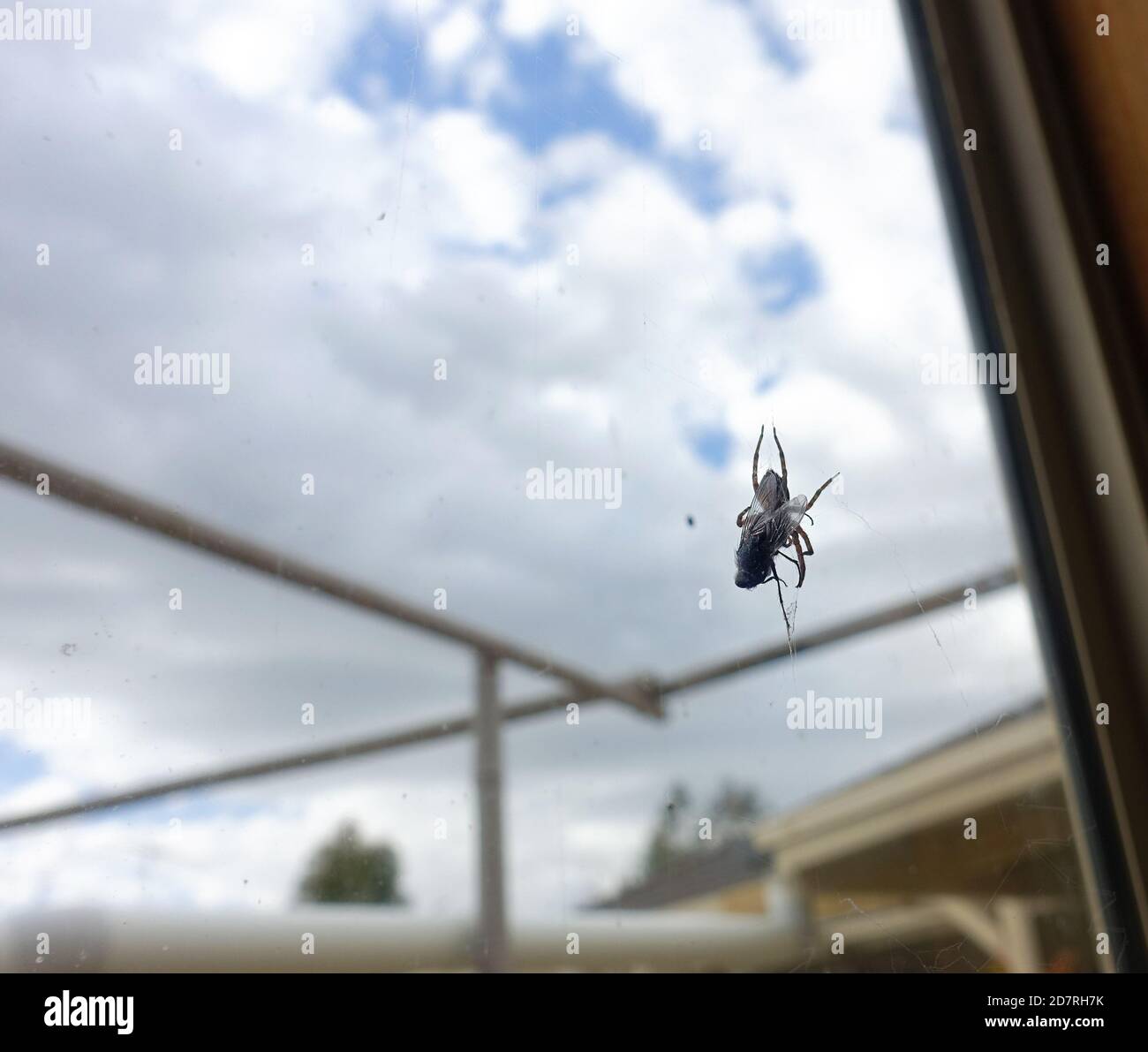 Spiders catching insects hi-res stock photography and images - Alamy