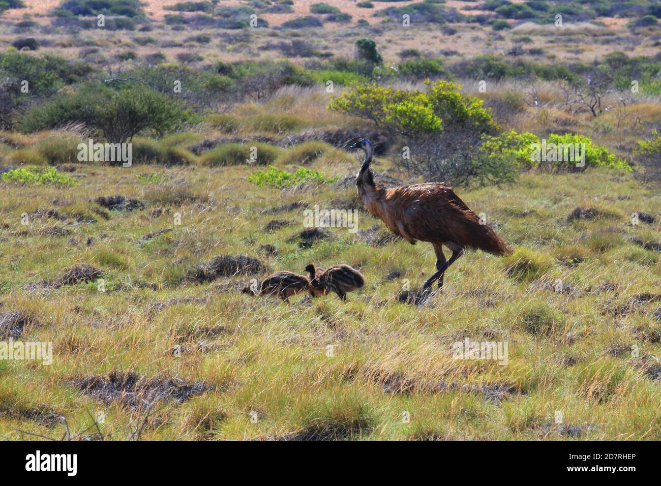 Wild emu in australian outback hi-res stock photography and images - Alamy