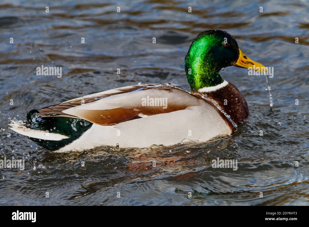 Backwell Lake nature reserve Mallard duck Stock Photo - Alamy