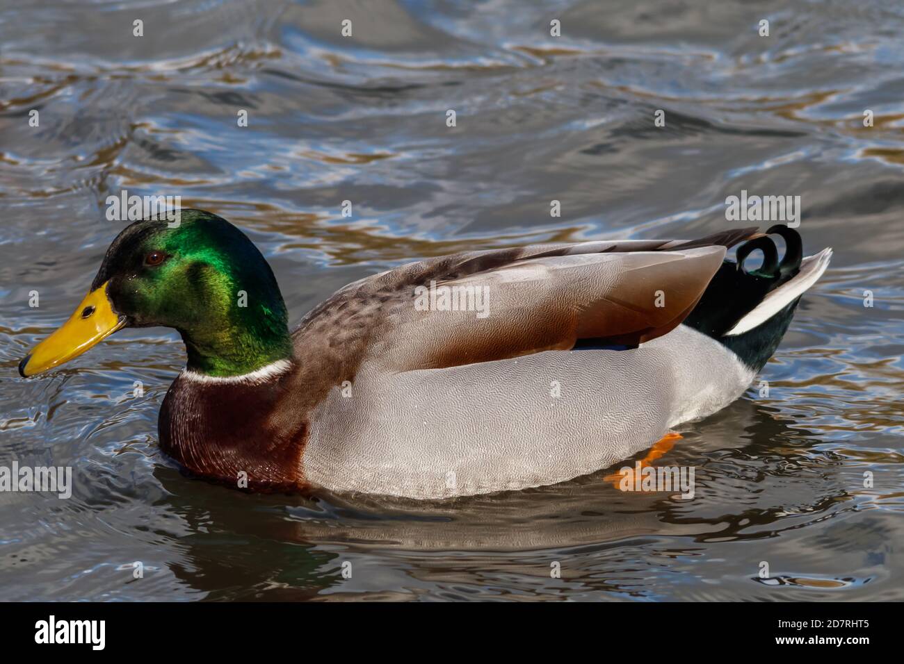Backwell Lake nature reserve Mallard duck Stock Photo - Alamy