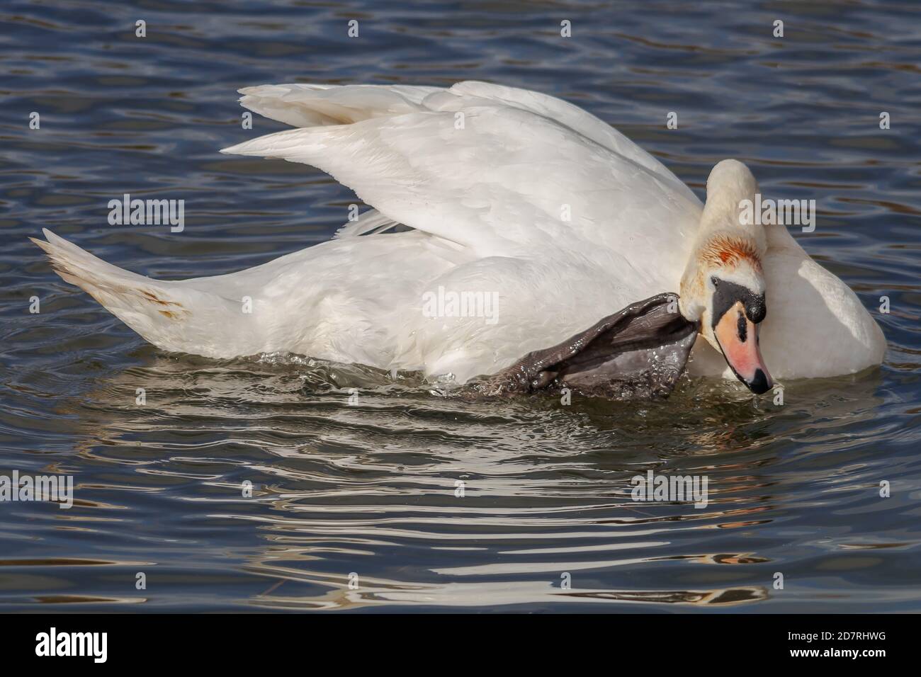 Backwell Lake nature reserve swan with water ripples Stock Photo - Alamy