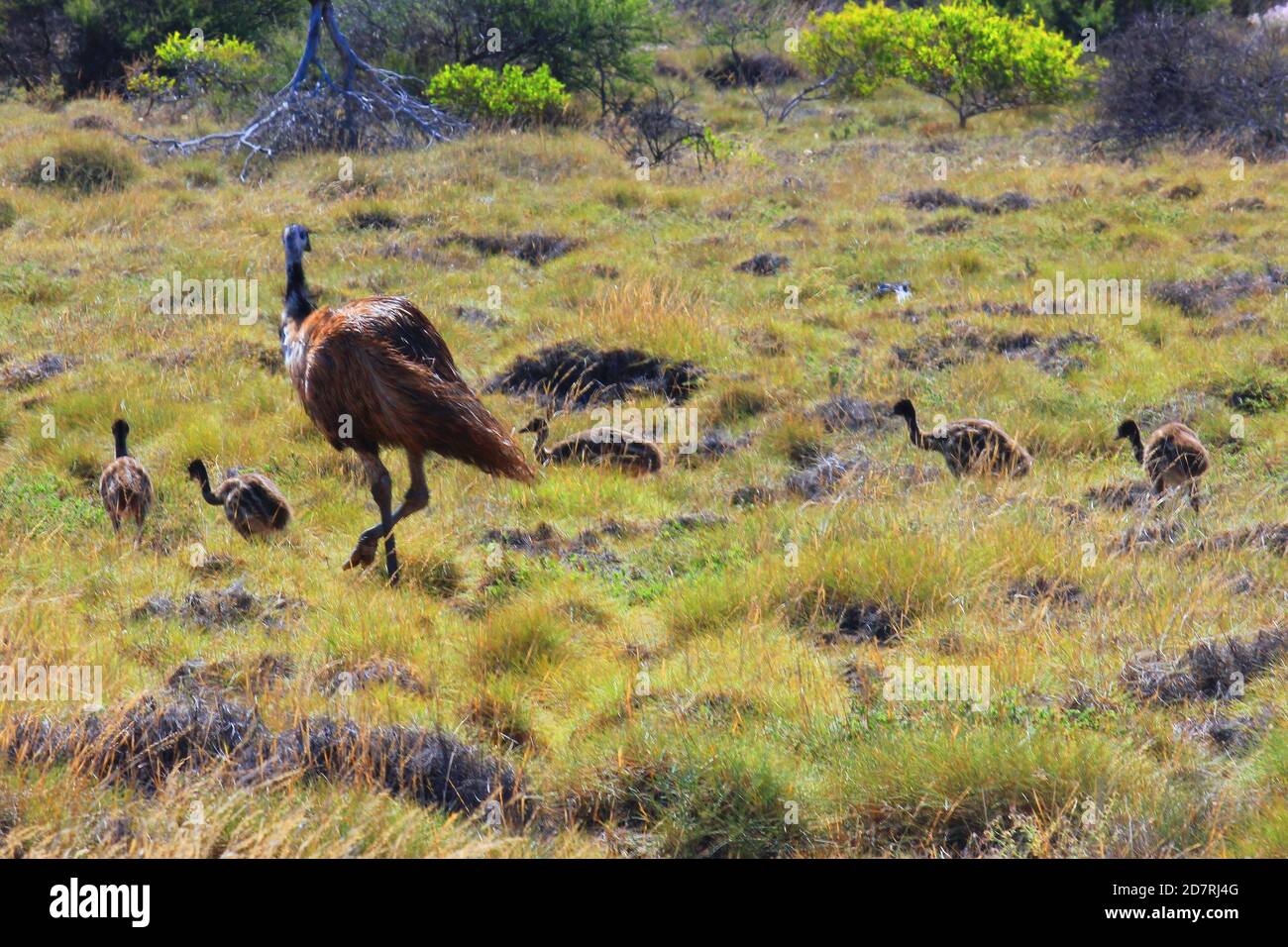 Male Emu and his chicks in Western Australia Stock Photo - Alamy