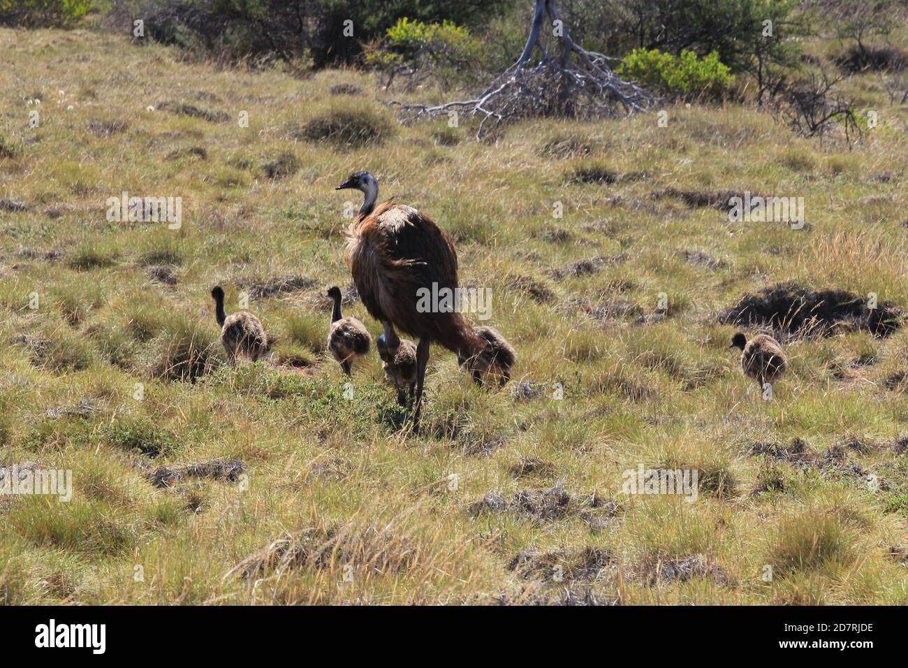 Wild emu in australian outback hi-res stock photography and images - Alamy