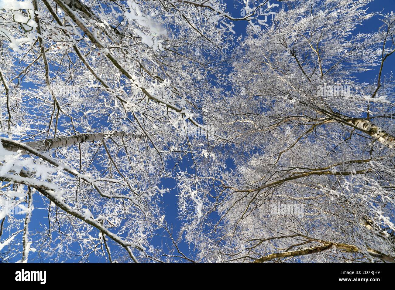 Worm's eye view of frosty tree branches during winter against a clear ...
