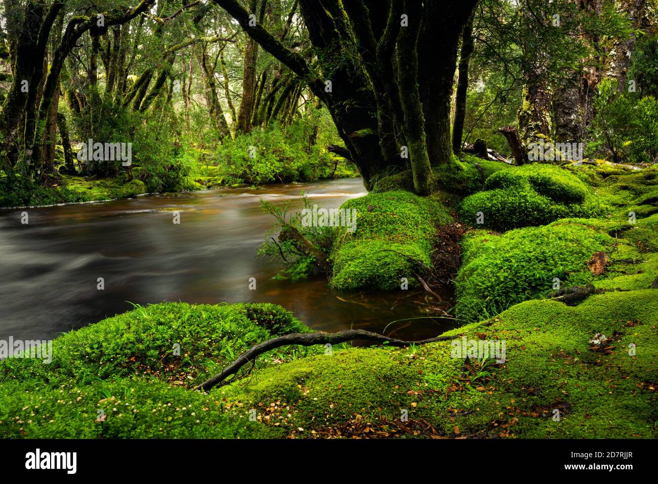 Moss and ancient trees on the Enchanted Walk at Cradle Mountain Stock ...