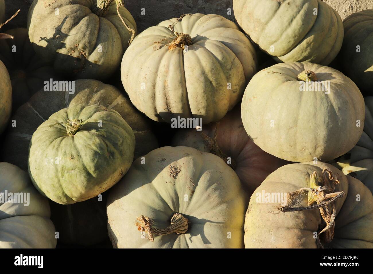 Organic ripe pumpkins at harvest time Stock Photo - Alamy