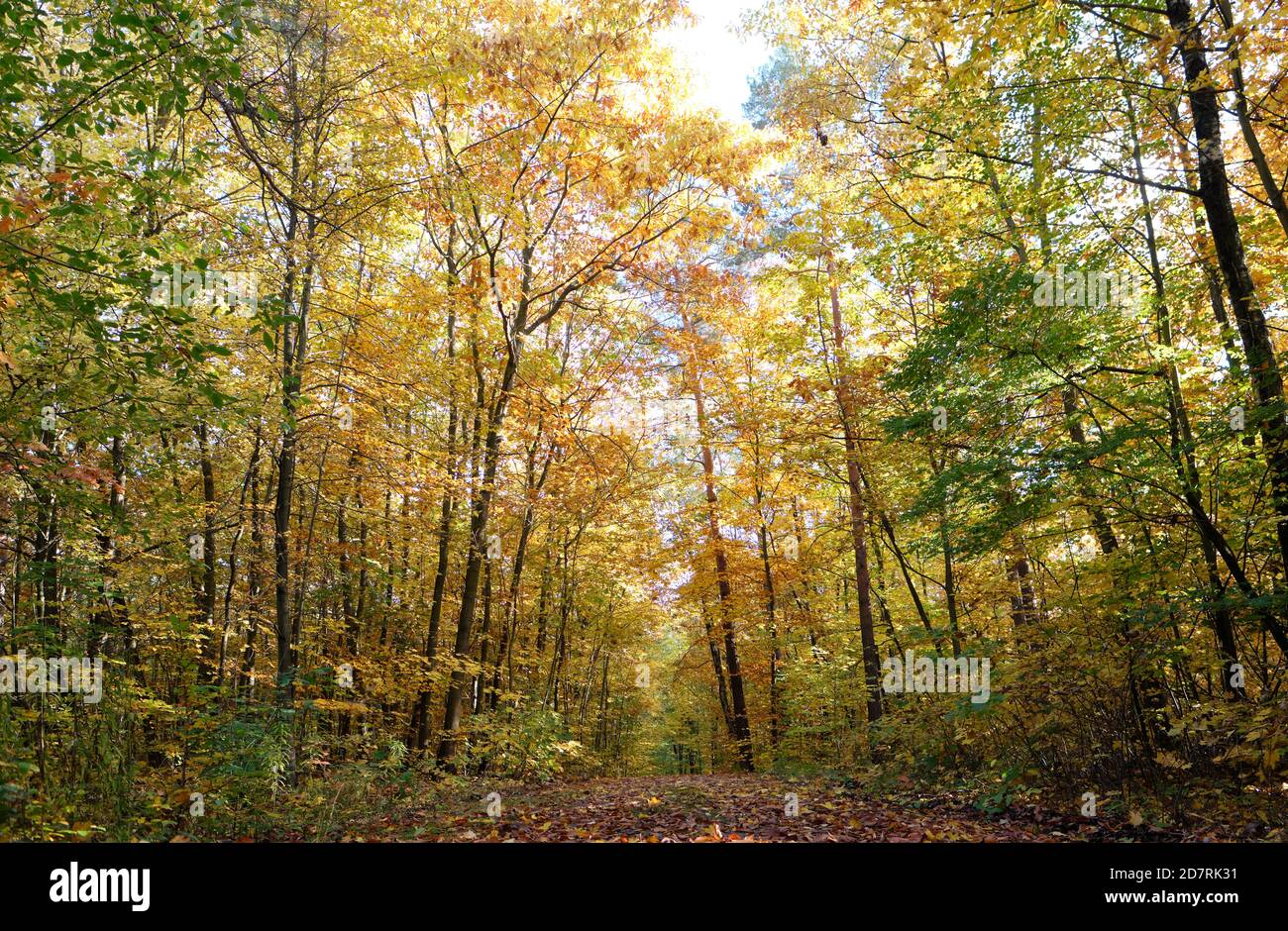Autumn forest scenery with path of fall leaves & warm light illumining ...