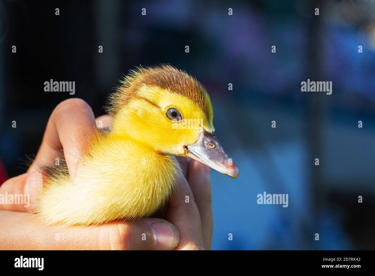 Hand holding baby chick hi-res stock photography and images - Alamy