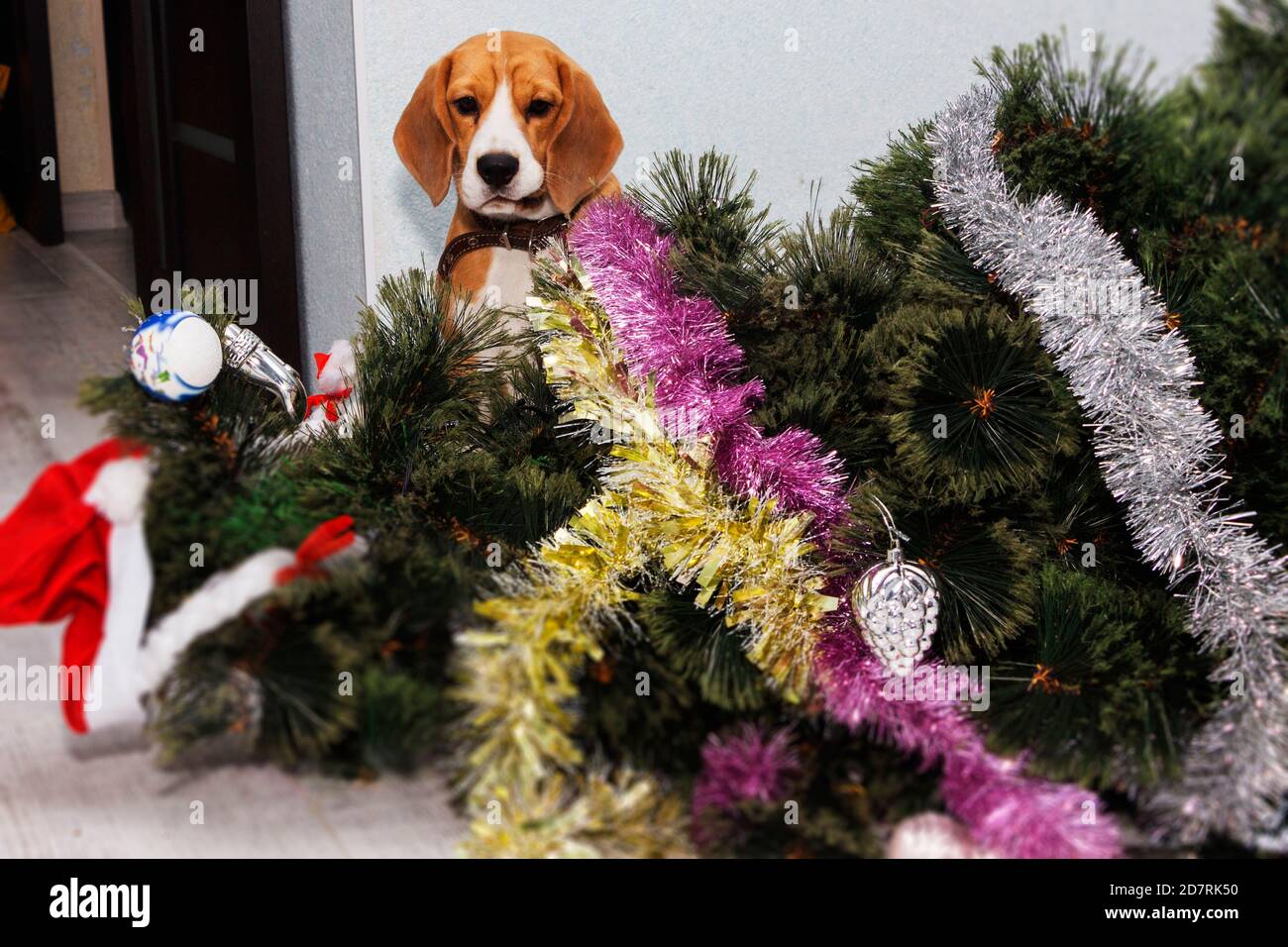 Fallen christmas tree dog hi-res stock photography and images - Alamy