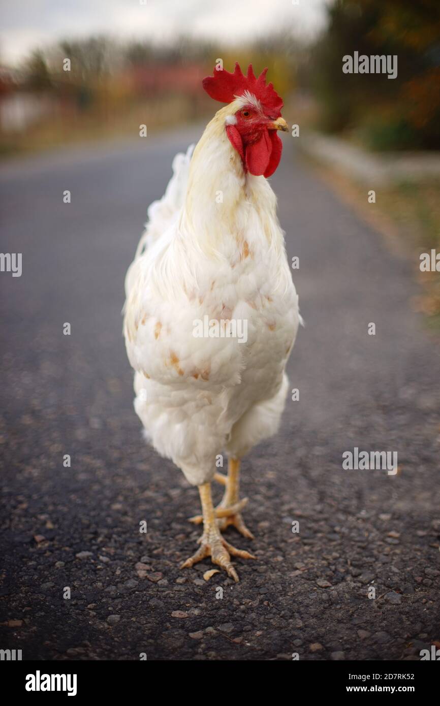 Portrait of a white rooster on an asphalt road in autumn in the village ...
