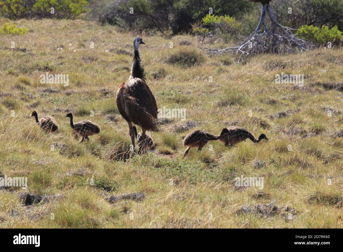 Emu chicks hi-res stock photography and images - Alamy