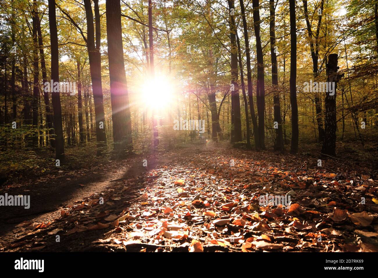 Autumn forest scenery with path of fall leaves & warm light illumining ...