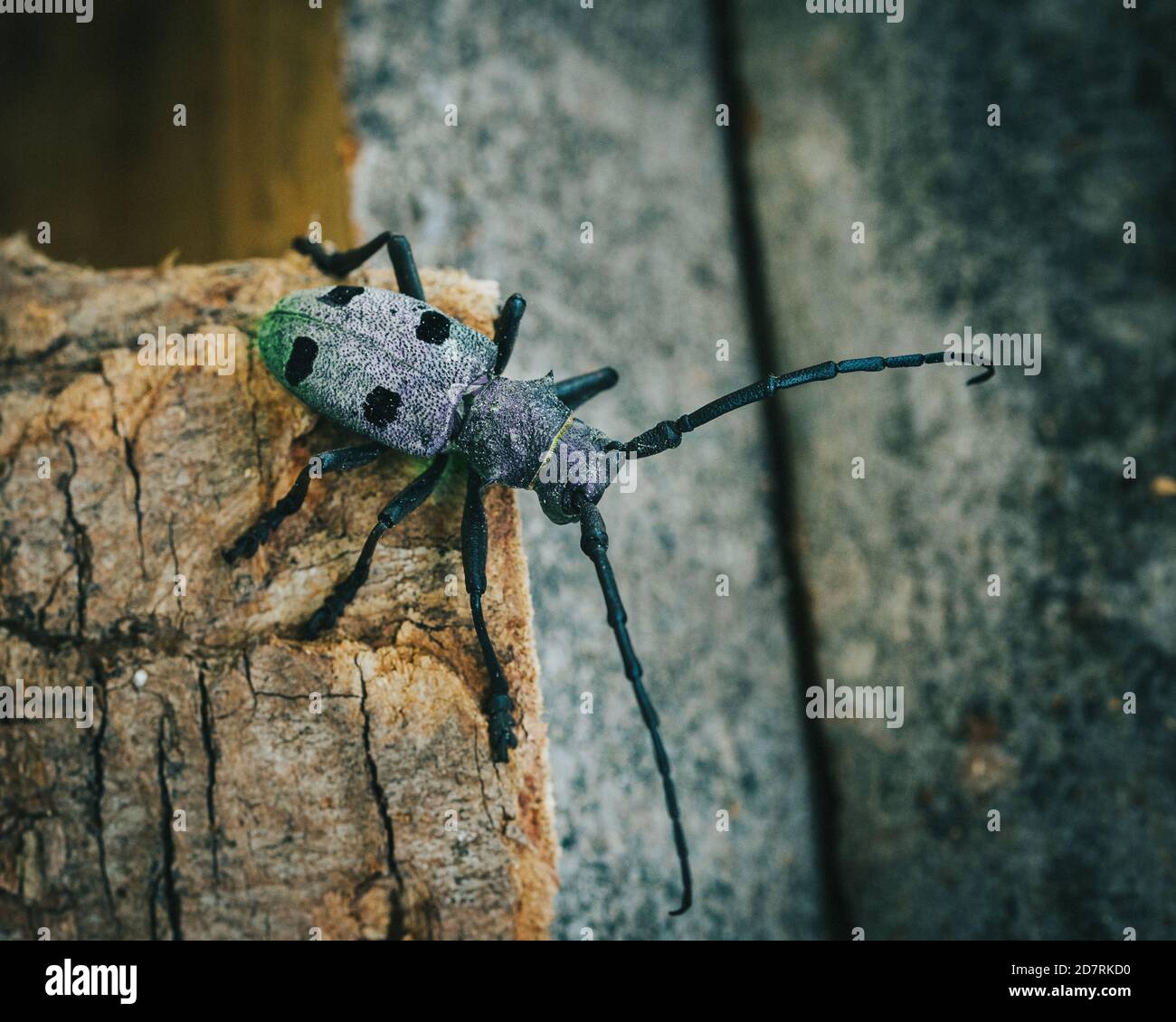Longhorn Beetle Morimus funereus Stock Photo - Alamy