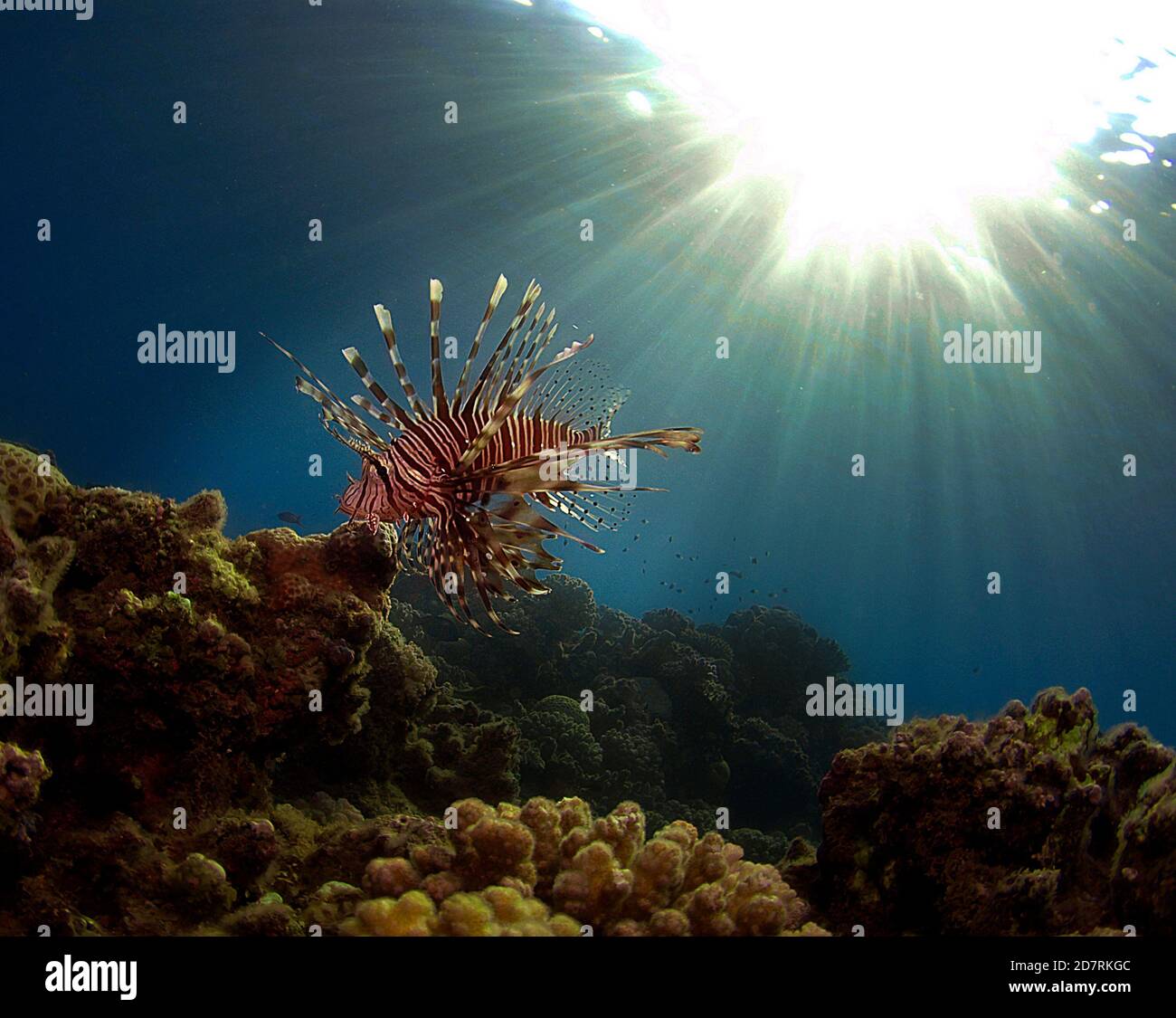 Devil firefish in the Red Sea Stock Photo - Alamy