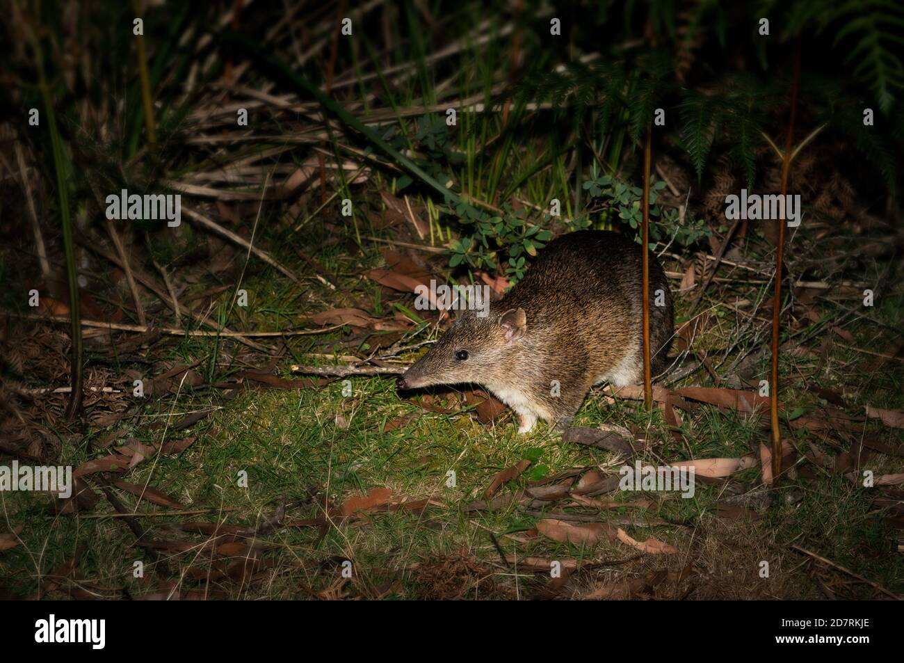 Bandicoot hi-res stock photography and images - Alamy