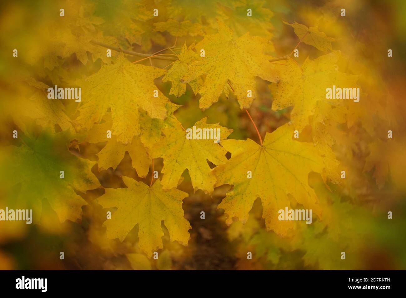 Incredibly beautiful yellow maple leaves on the branch of a magic tree ...