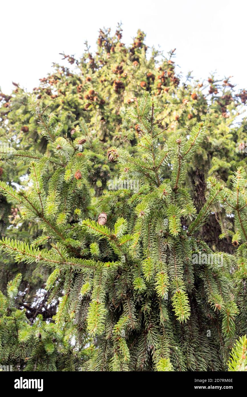 Live Natural Green fir tree in the forest closeup. Adult tree, bottom ...