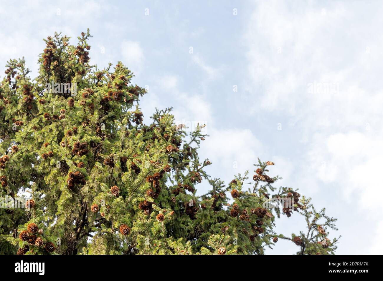 Live Natural Green fir tree in the forest closeup. Adult tree, bottom ...