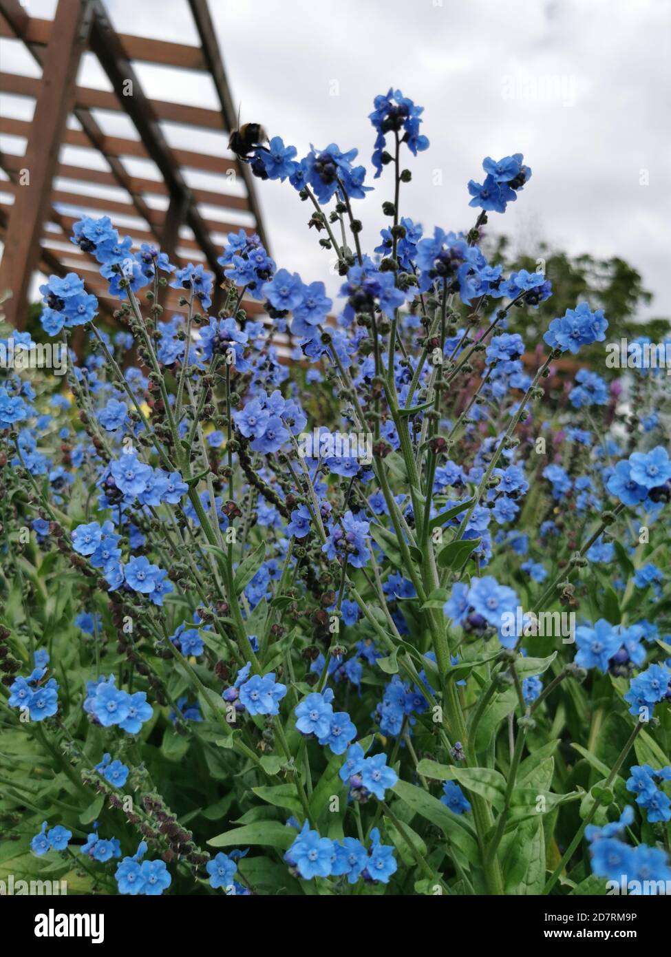 Vertical closeup shot of blue flowers growing in a garden Stock Photo ...