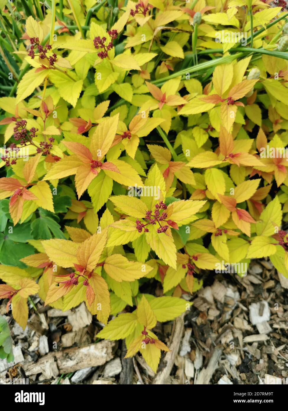 Vertical closeup shot of Japanese spiraea goldflame planted in a garden ...