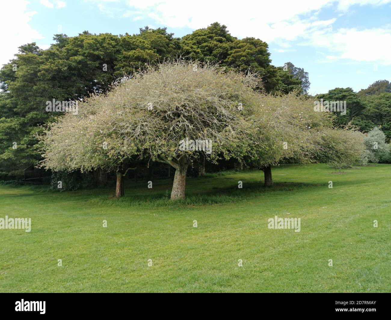 View of a beautiful tree grown in a greenfield Stock Photo - Alamy
