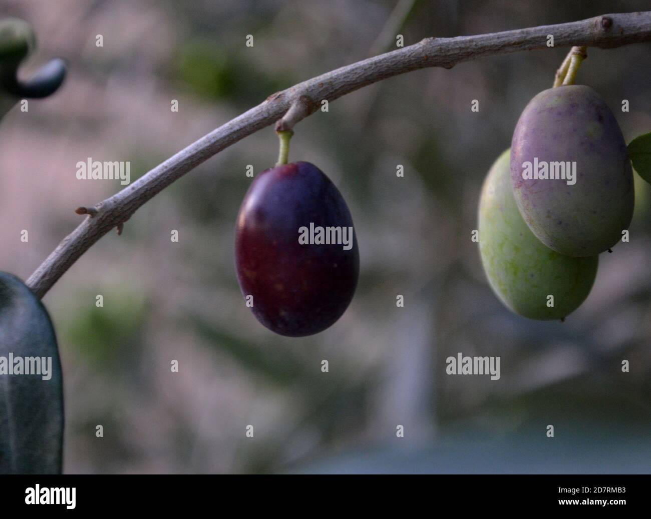 Up close look at olives on an olive branch Stock Photo - Alamy