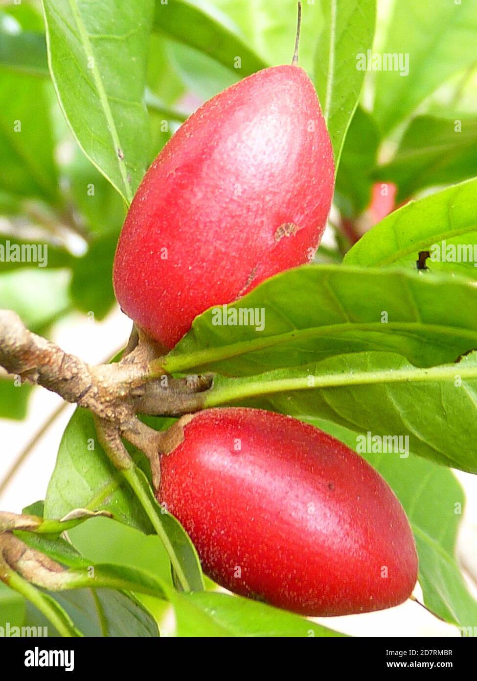 Closeup vertical shot of a miracle fruit on a tree branch with fresh ...