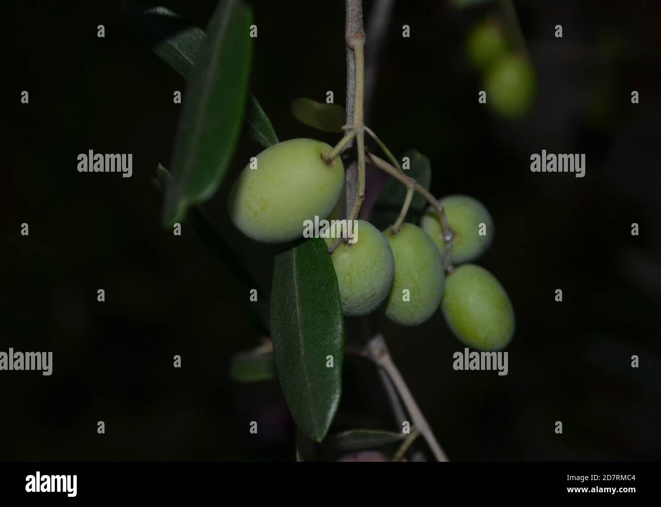 Fresh green olives hanging on hi-res stock photography and images - Alamy