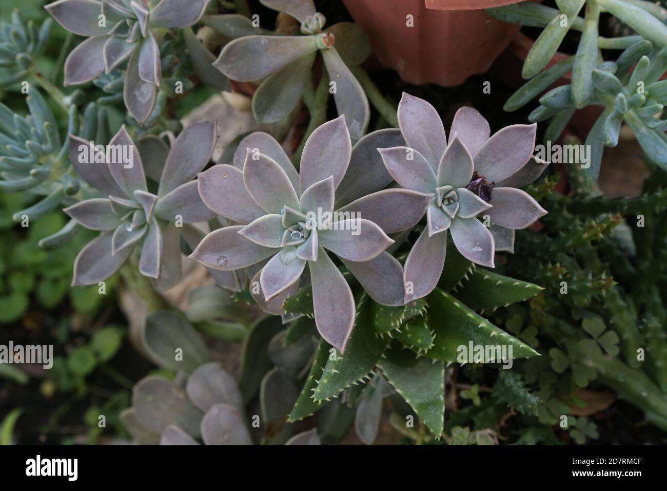 Echeveria is a large genus of flowering plants in the Crassulaceae ...