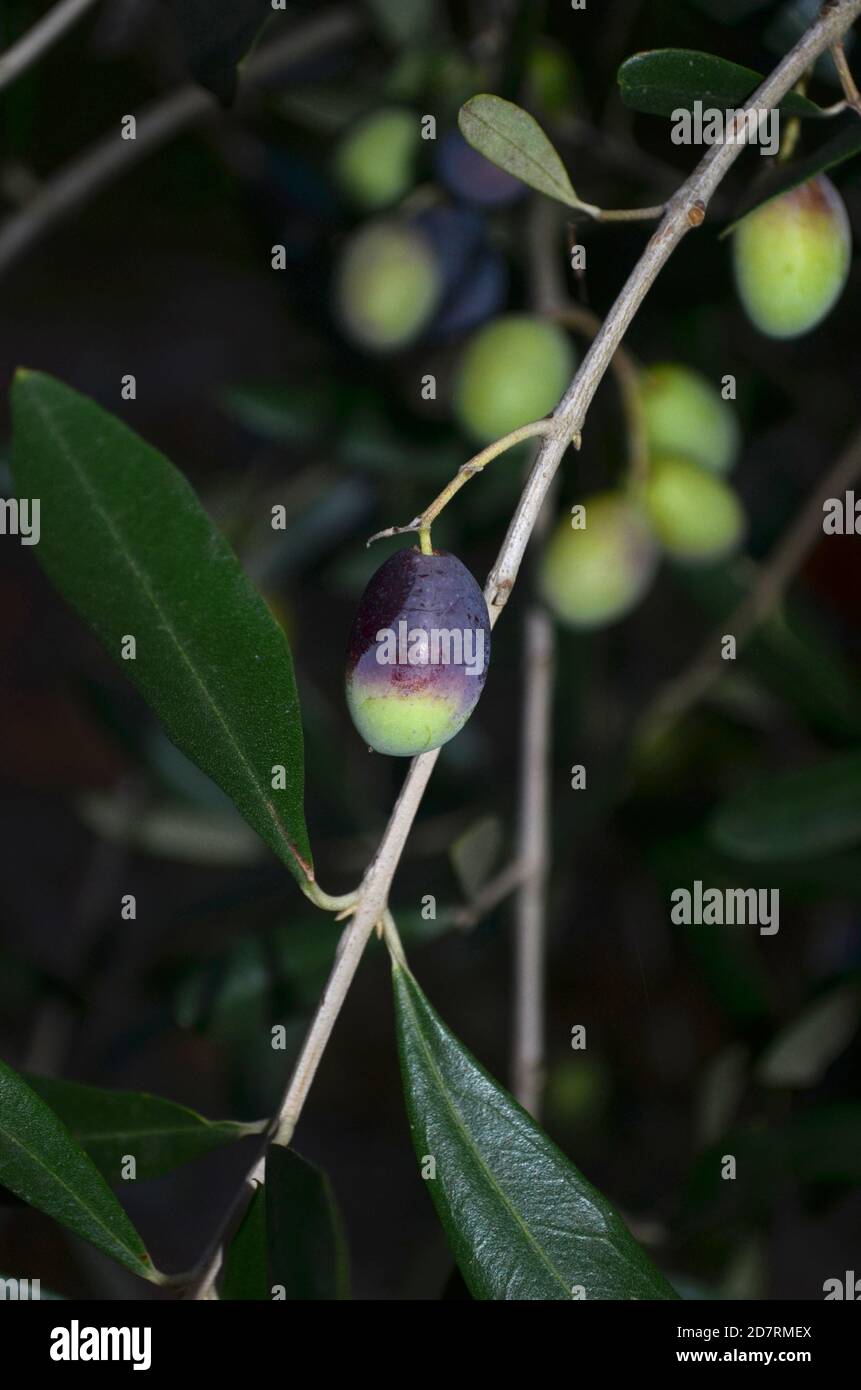 Olive tree with a black olive turning ripe Stock Photo - Alamy