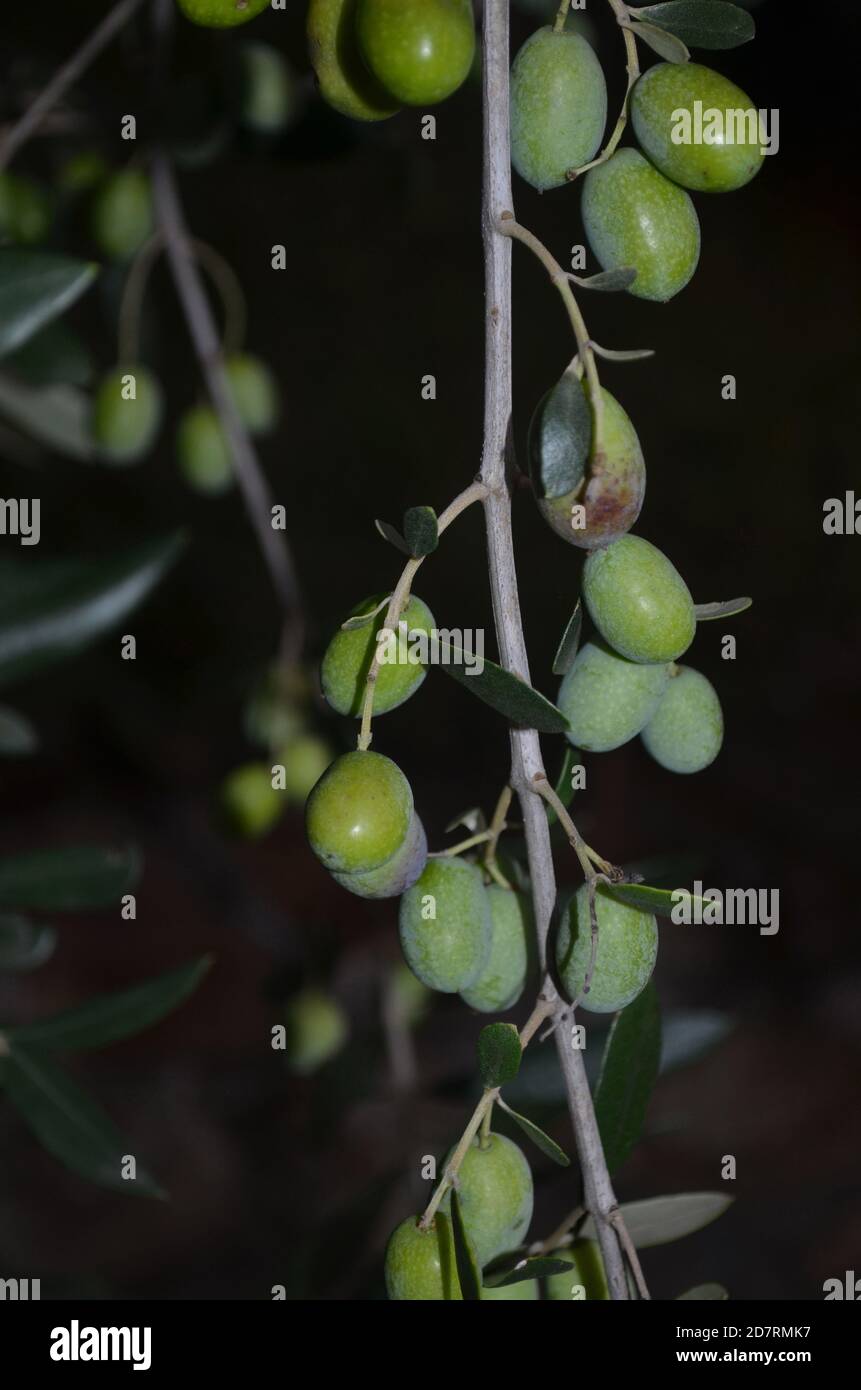 Olive branch with green olives hanging down Stock Photo - Alamy