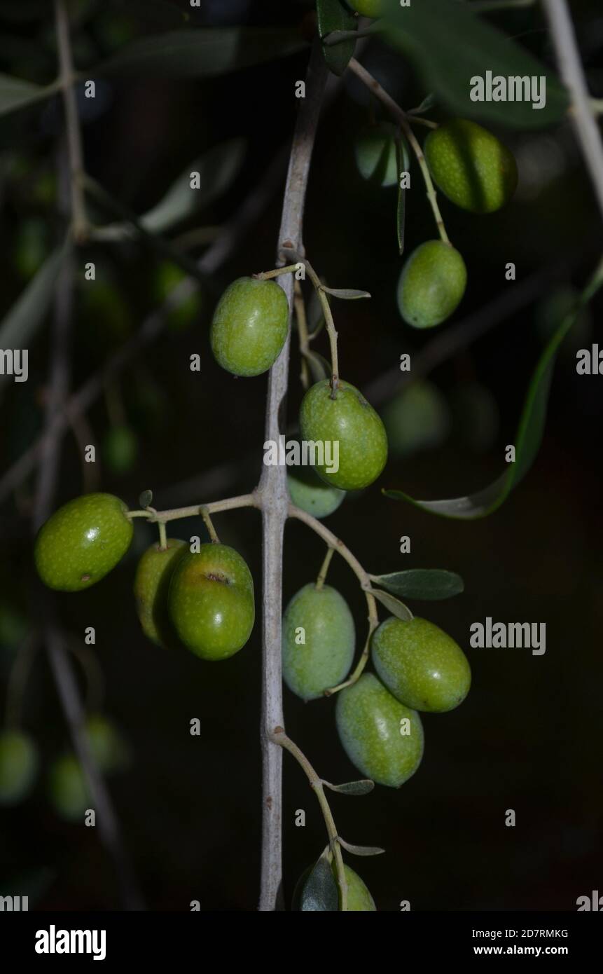 Beautiful green olives hanging from an olive branch in Italy Stock ...