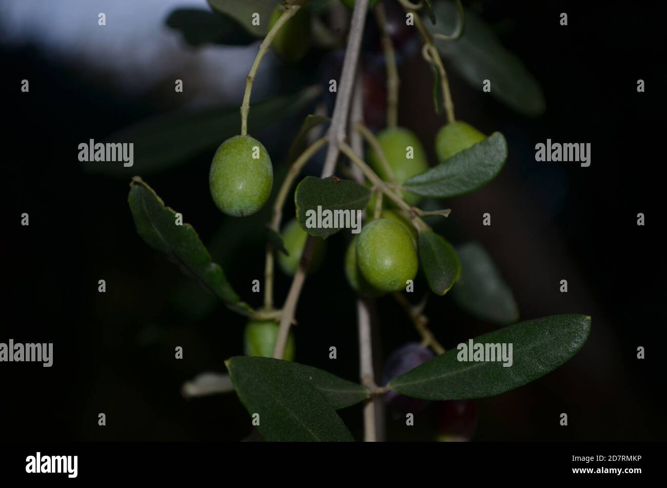 Black olives hanging from tree hi-res stock photography and images - Alamy