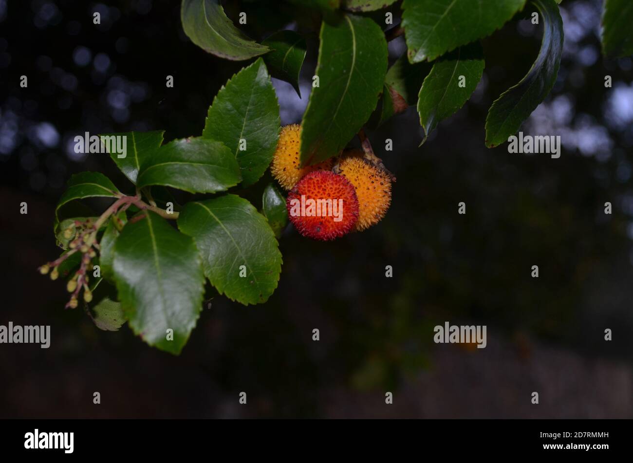Tree with spikey red and yellow seed pods Stock Photo - Alamy