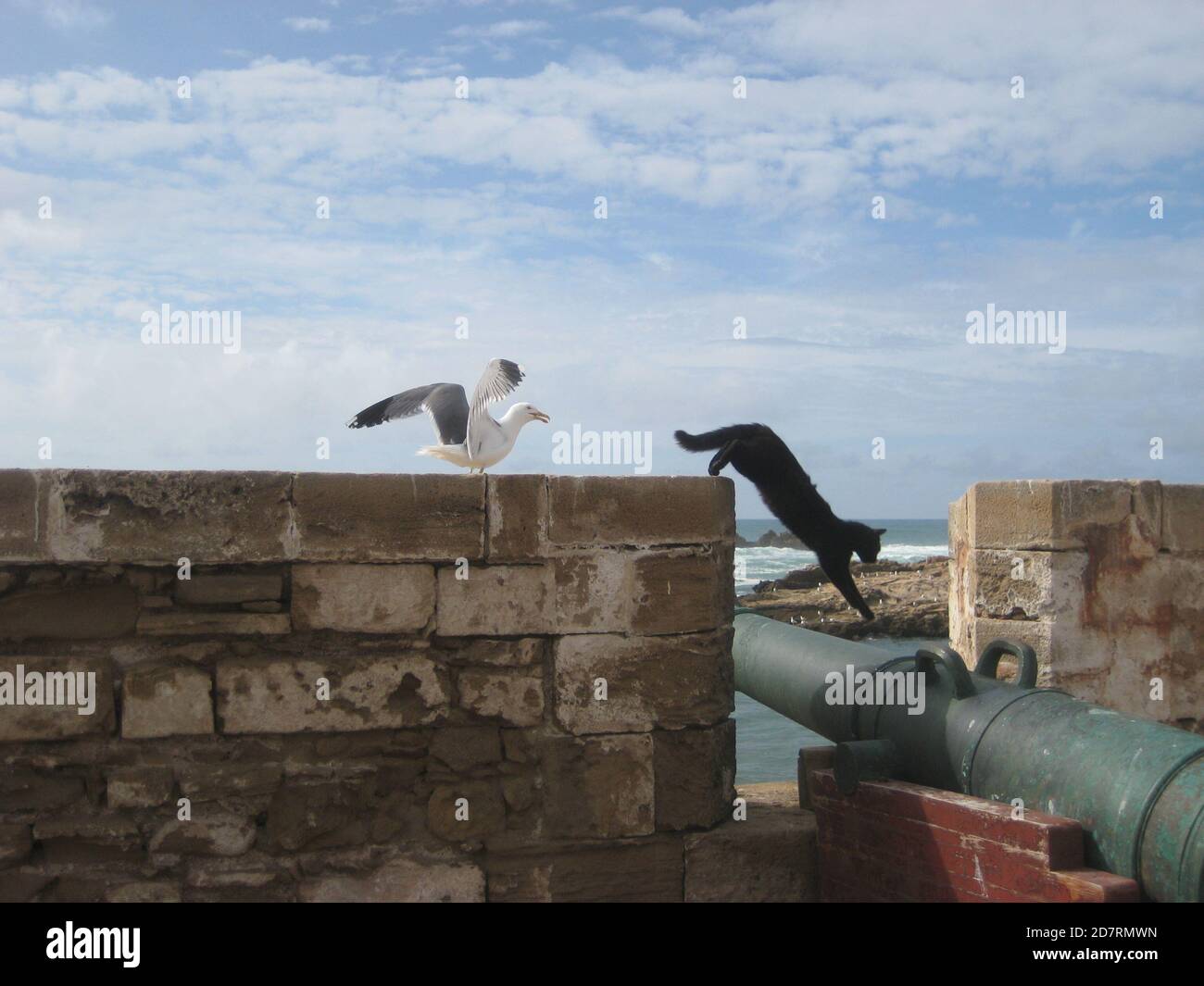 Cat seagull hi-res stock photography and images - Alamy