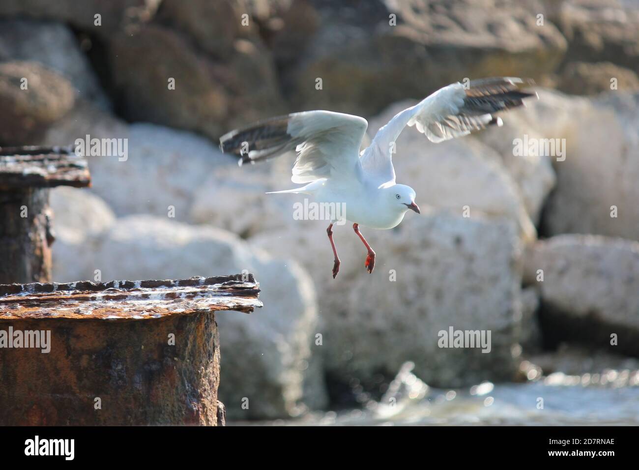 Silver Gull on a rusty jetty pole Stock Photo - Alamy