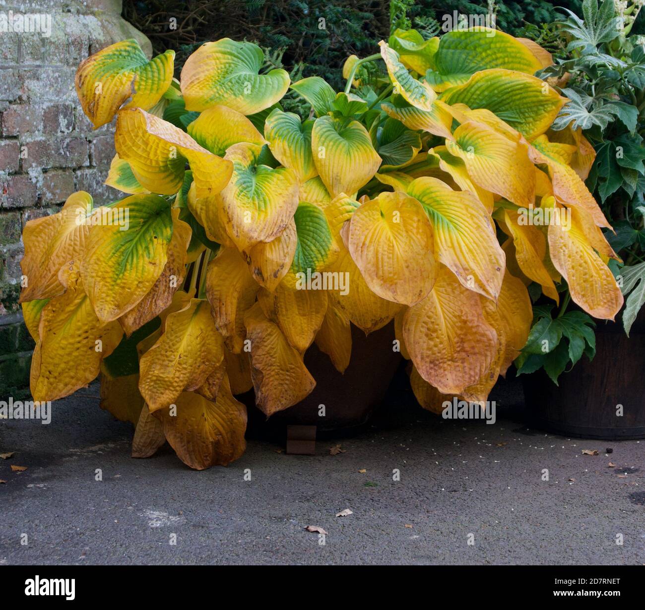 Image of hosta yellowing in autumn with green and yellow leaves Stock ...