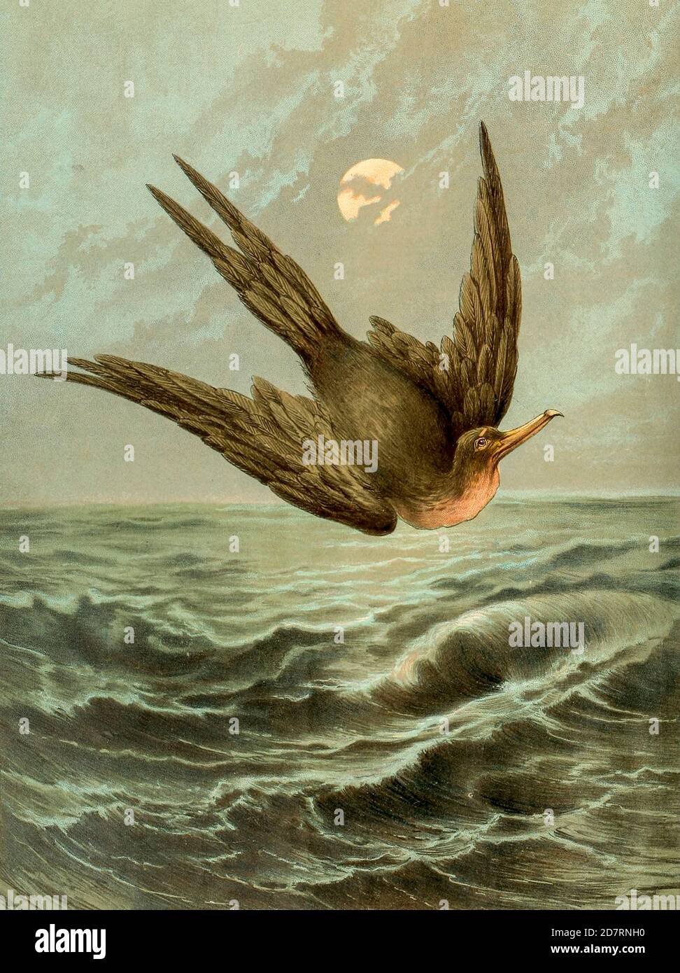 Hector giacomelli birds hi-res stock photography and images - Alamy