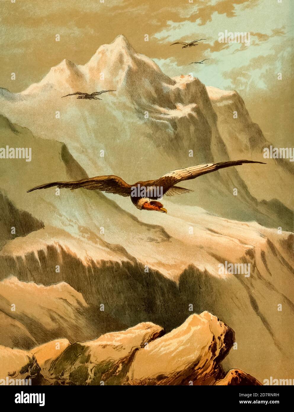 Paintings of birds hi-res stock photography and images - Alamy