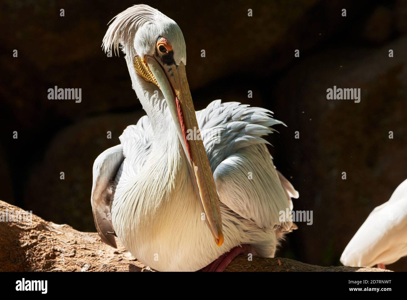 Exotic pink-beaked pelican sitting on a log Stock Photo - Alamy