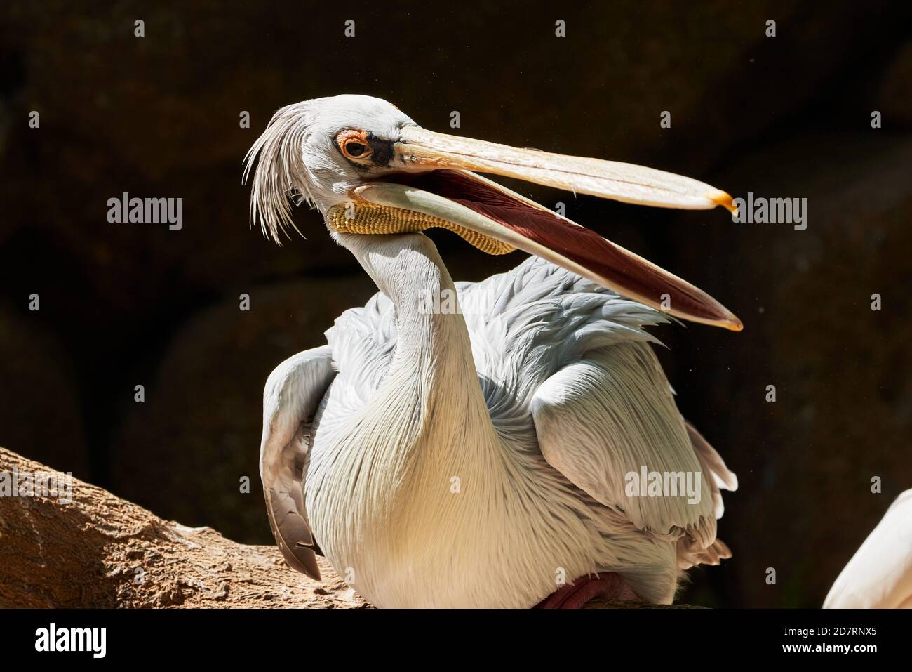 Exotic pink-beaked pelican sitting on a log Stock Photo - Alamy