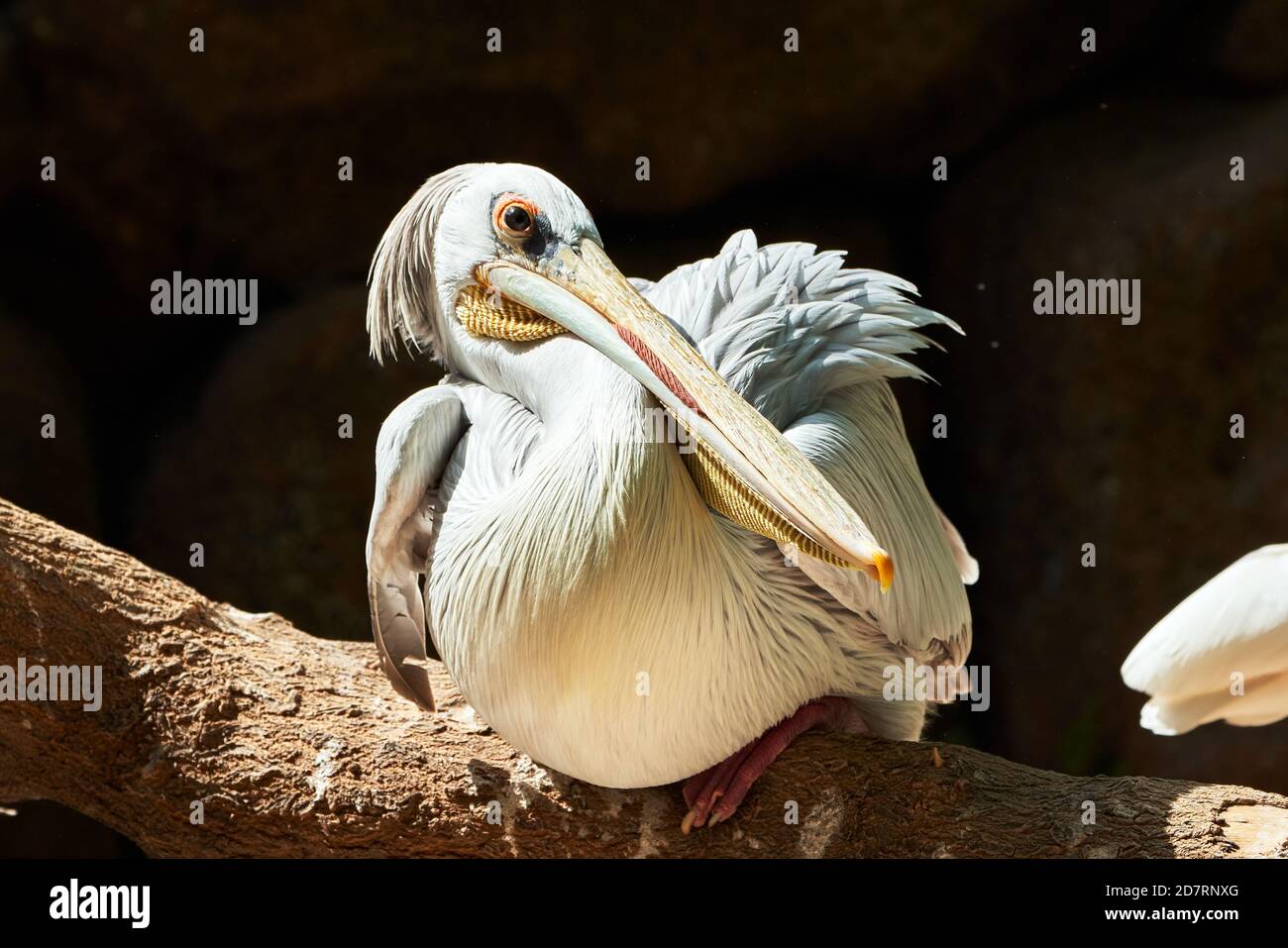 Exotic pink-beaked pelican sitting on a log Stock Photo - Alamy