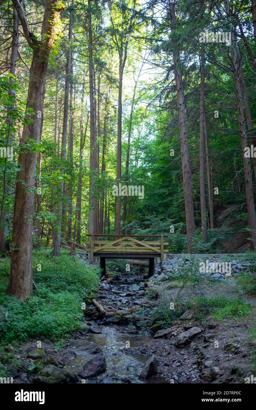 Wooden foot bridge in a tall forest over a stream Stock Photo - Alamy