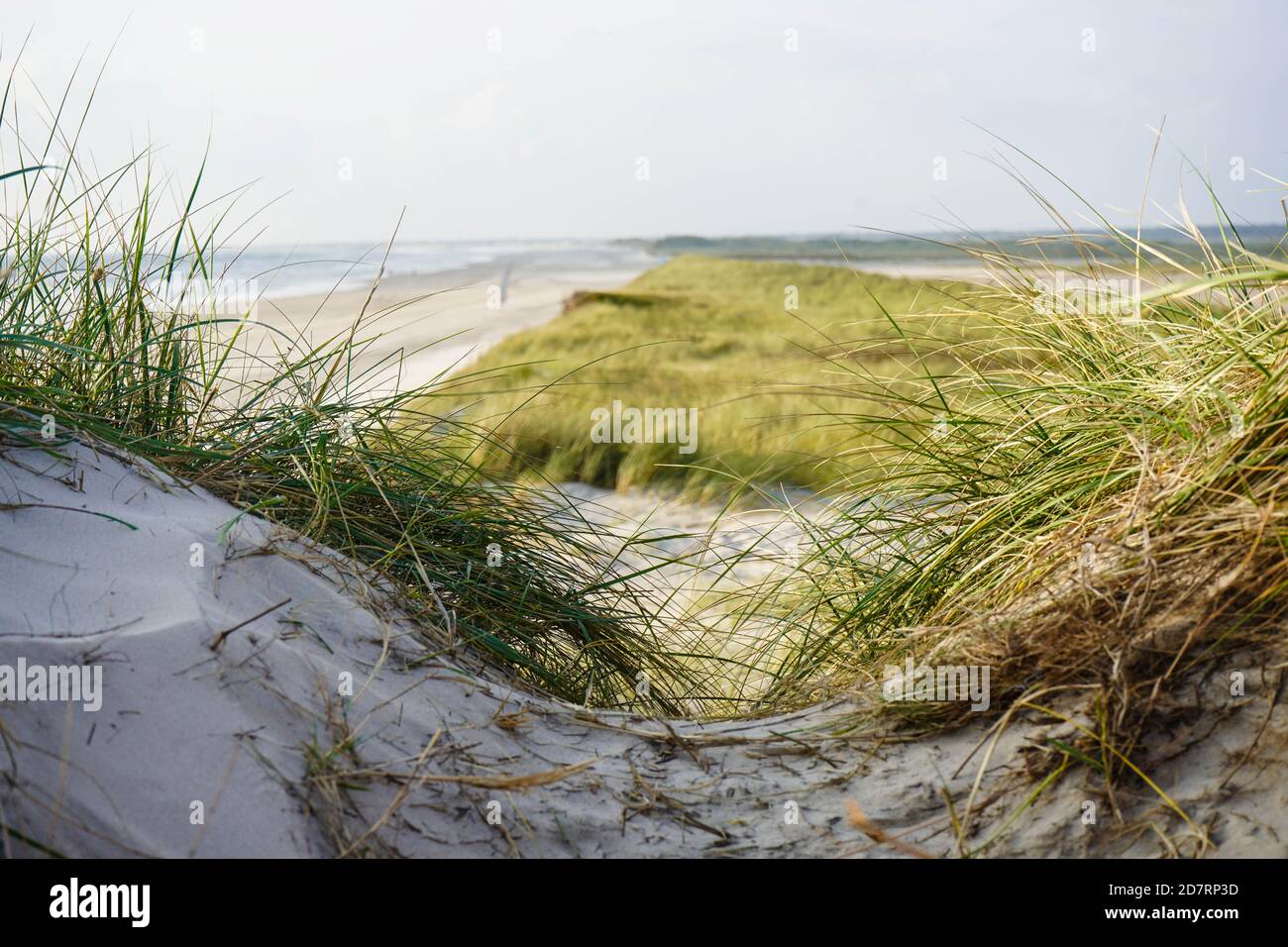 at the beach of Blavand (Traslation: danish for blue water) in Denmark ...