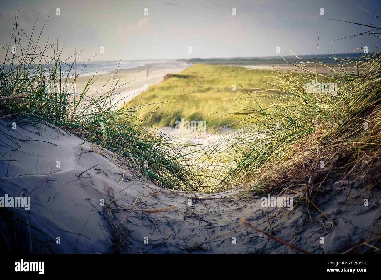at the beach of Blavand (Traslation: danish for blue water) in Denmark ...